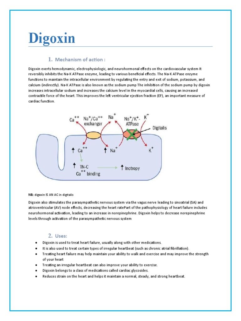 Digoxin: Mechanism of Action | PDF | Heart | Diseases And Disorders
