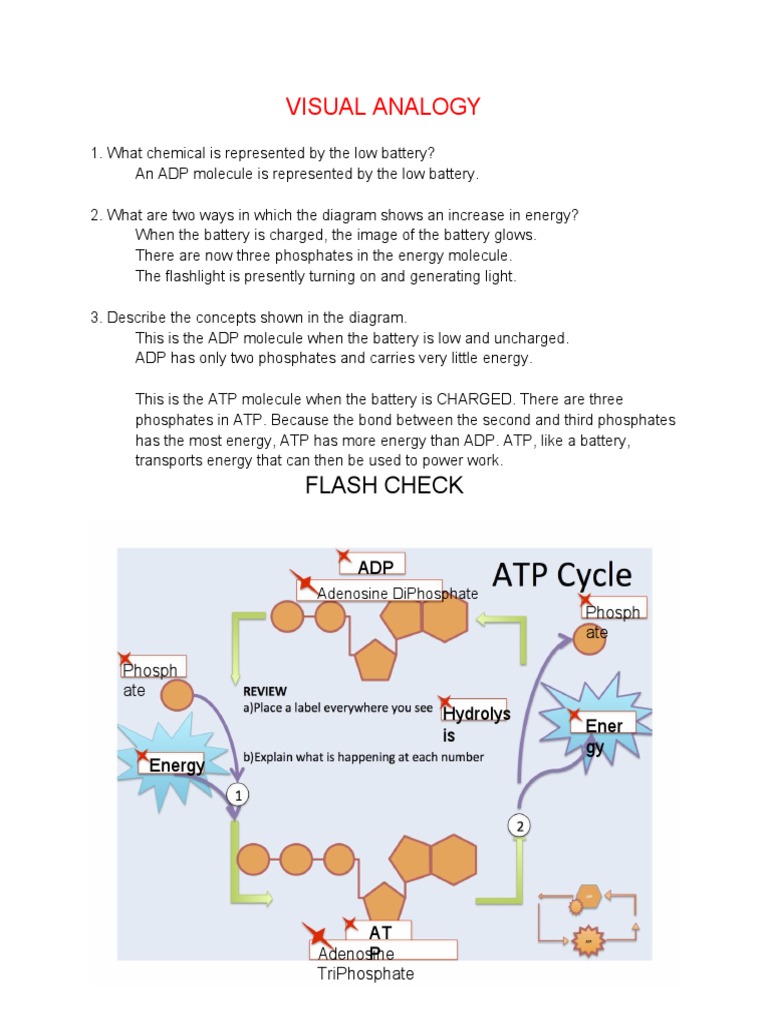 Visualizing the Relationship Between ATP, ADP and Energy Transfer | PDF