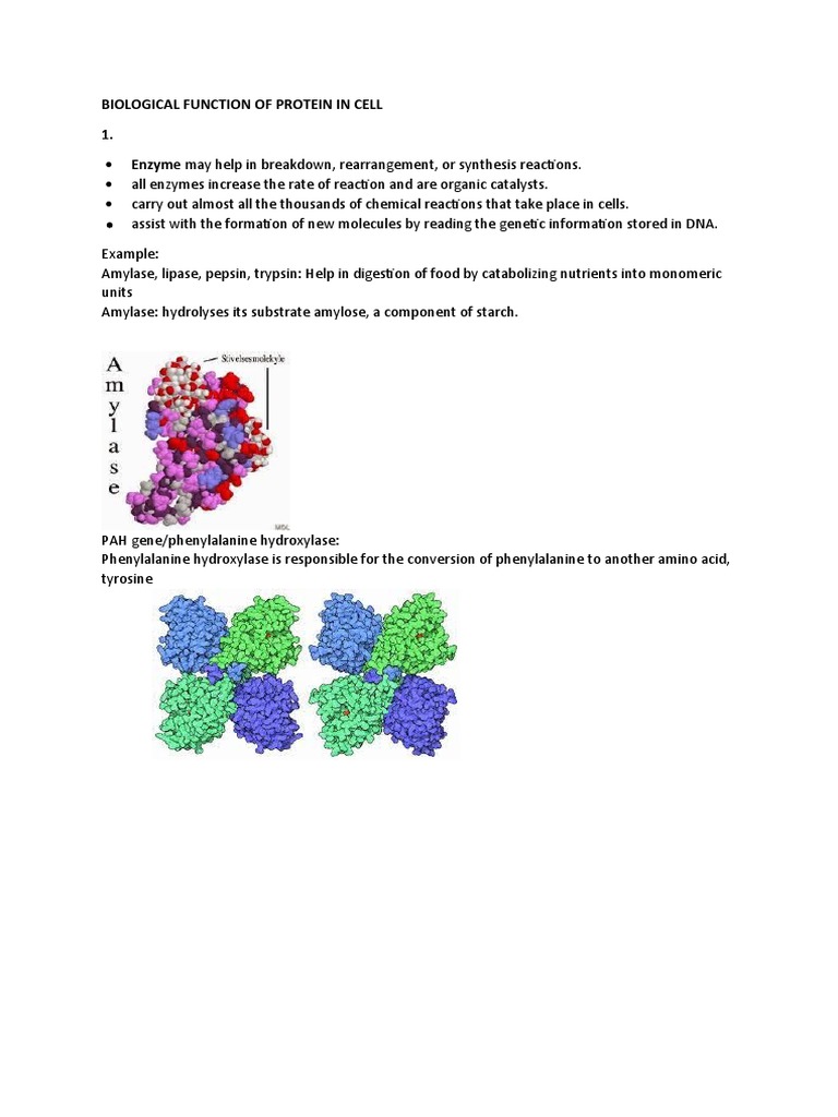 Biological Function of Protein in Cell | PDF | Proteins | Cell (Biology)