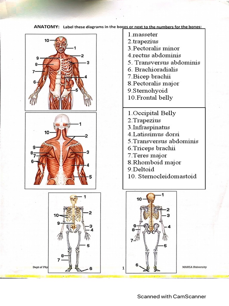 Muscular System Practice | PDF