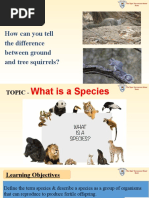 Classification Jeopardy Review | PDF | Scientific Classification | Nature