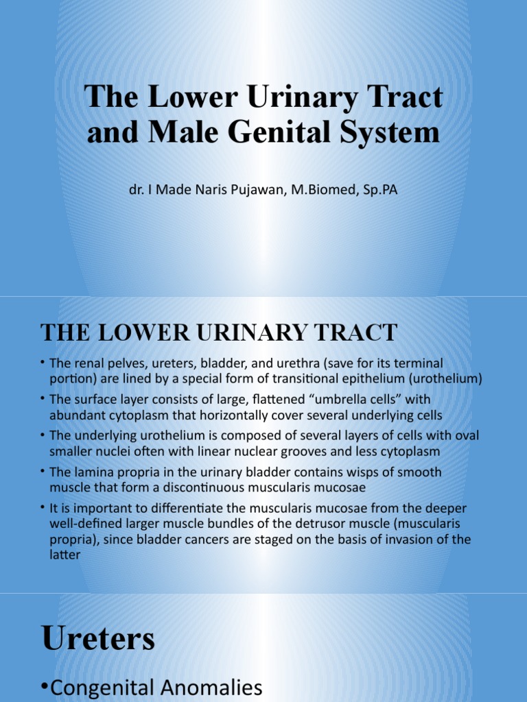 The Lower Urinary Tract and Male Genital System | PDF | Prostate ...