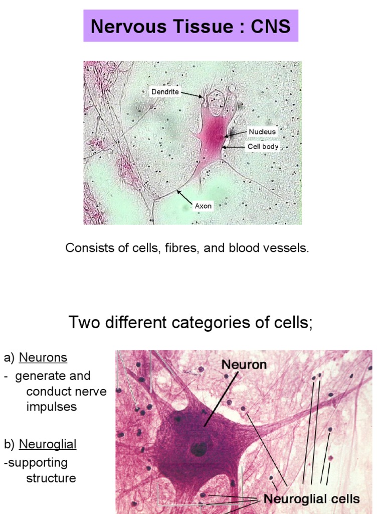 Development of Cns Nervous Tissue | PDF | Axon | Neuroscience