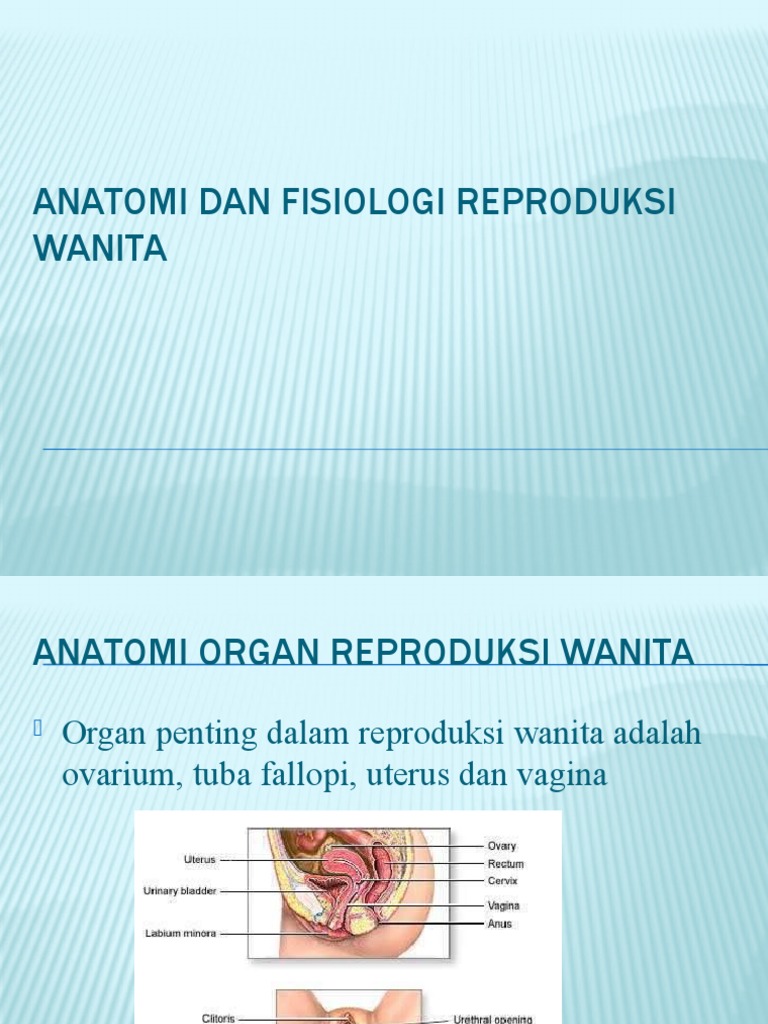 Anatomi Dan Fisiologi Reproduksi Wanita | PDF