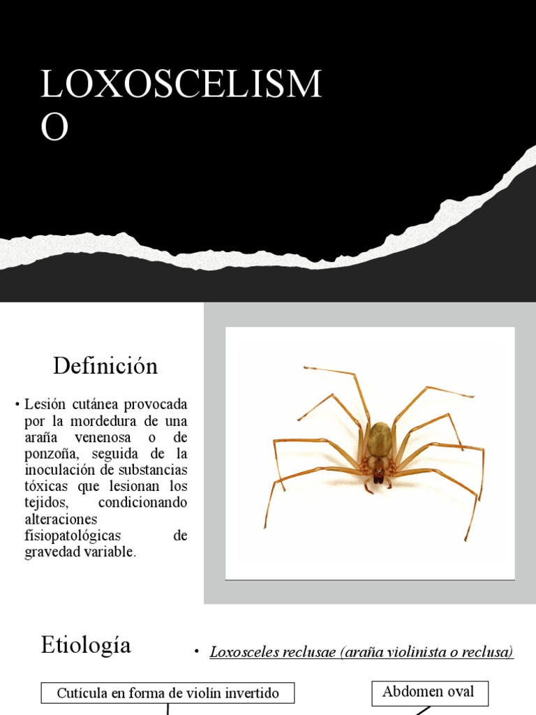 Loxoscelismo | PDF | Especialidades Medicas | Ciencias de la Salud