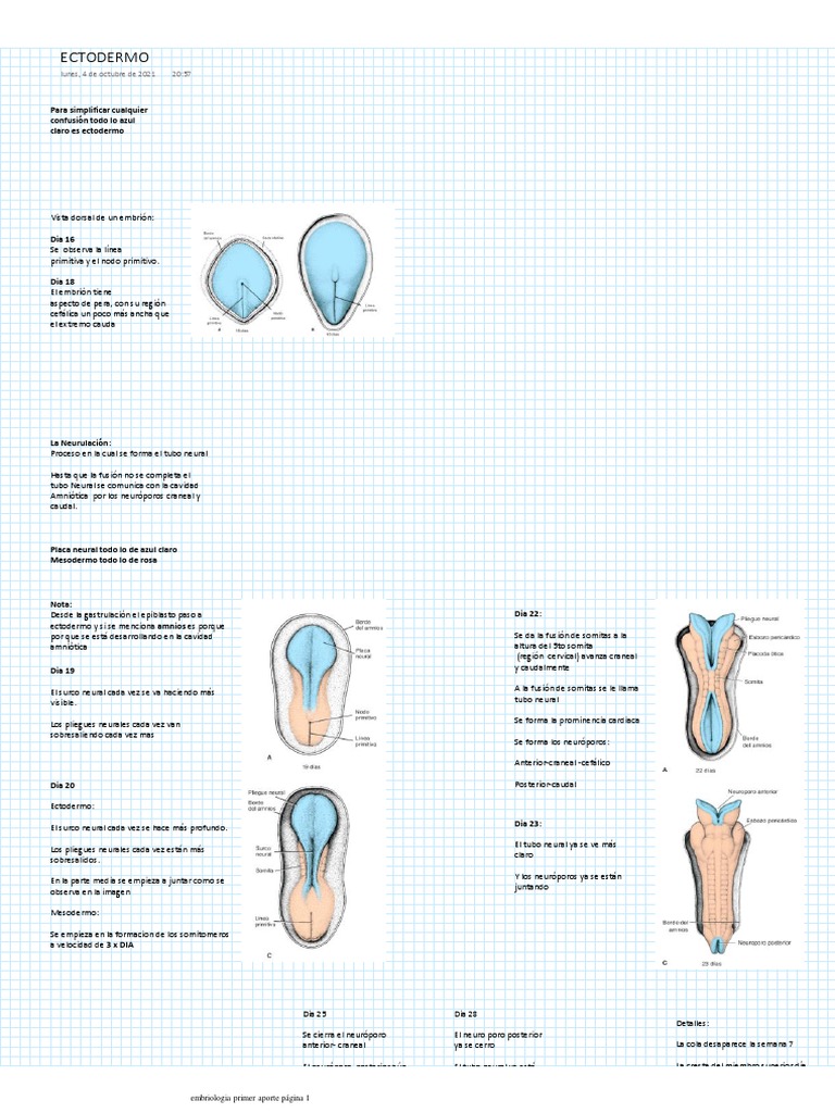 ECTODERMO | PDF | Anatomía | Biología del desarrollo