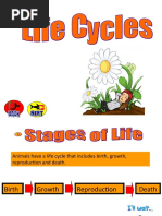 Life Cycle of Tiger | PDF