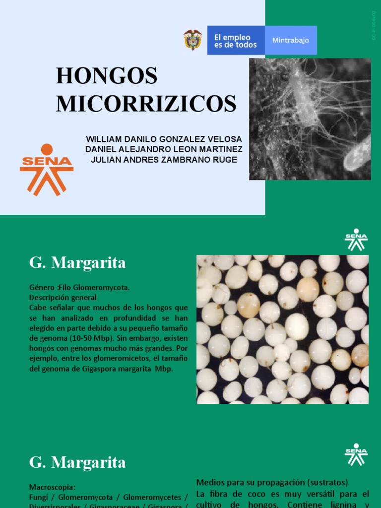 Gigaspora margarita: Hongos micorrízicos | PDF | Hongo | Plantas
