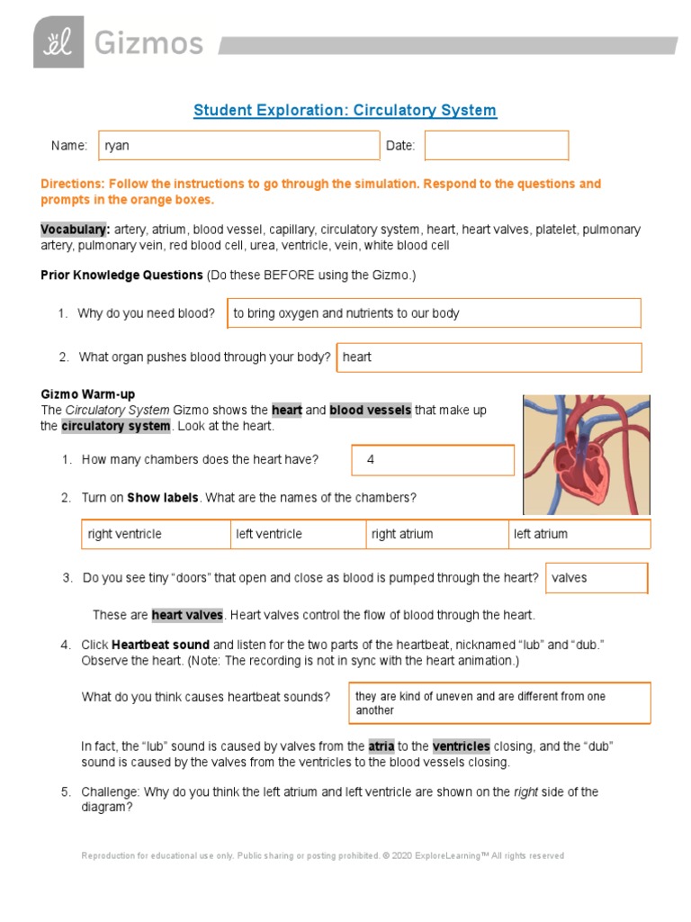 Student Exploration: Circulatory System | PDF | Vein | Artery