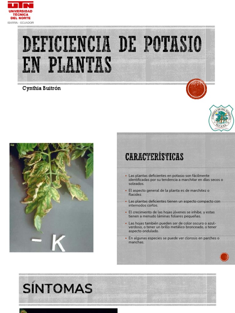Deficiencia de Potasio en Plantas | PDF