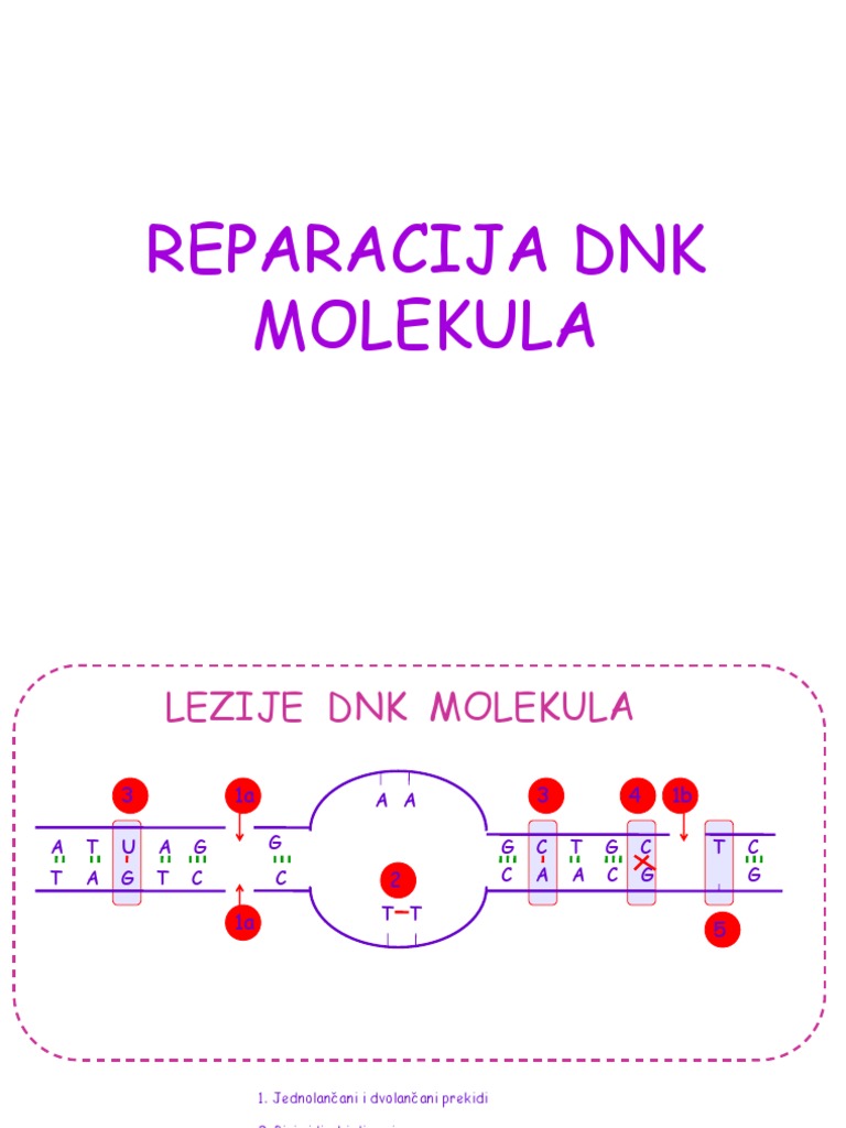 Reparacija DNK | PDF