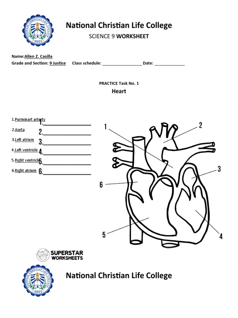 Worksheet Circulatory System Sept. 25 1 | PDF | Heart Valve | Atrium ...