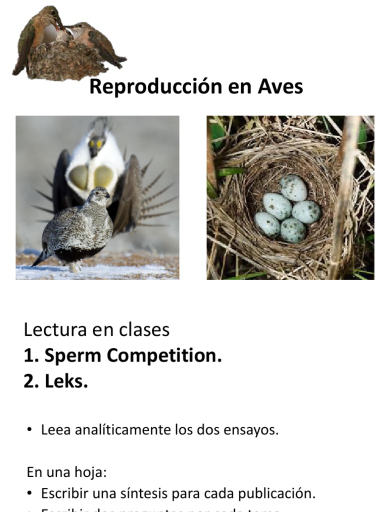 Clase - Reproducción en Aves | PDF | Selección sexual | Etología