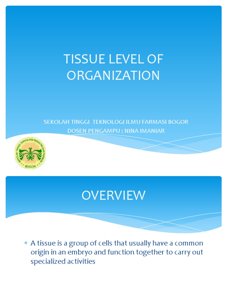 Tissue Level of Organization | Download Free PDF | Connective Tissue ...
