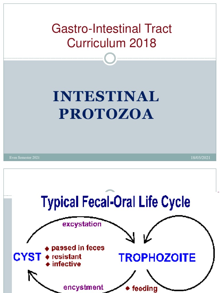 Intestinal Protozoa 2021 | PDF | Microbiology | Epidemiology