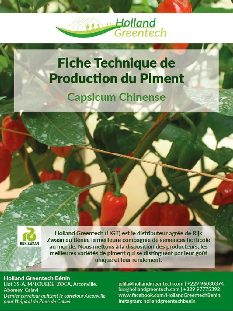 HGT Fiche Technique de Production Du Piment - Good Version | PDF