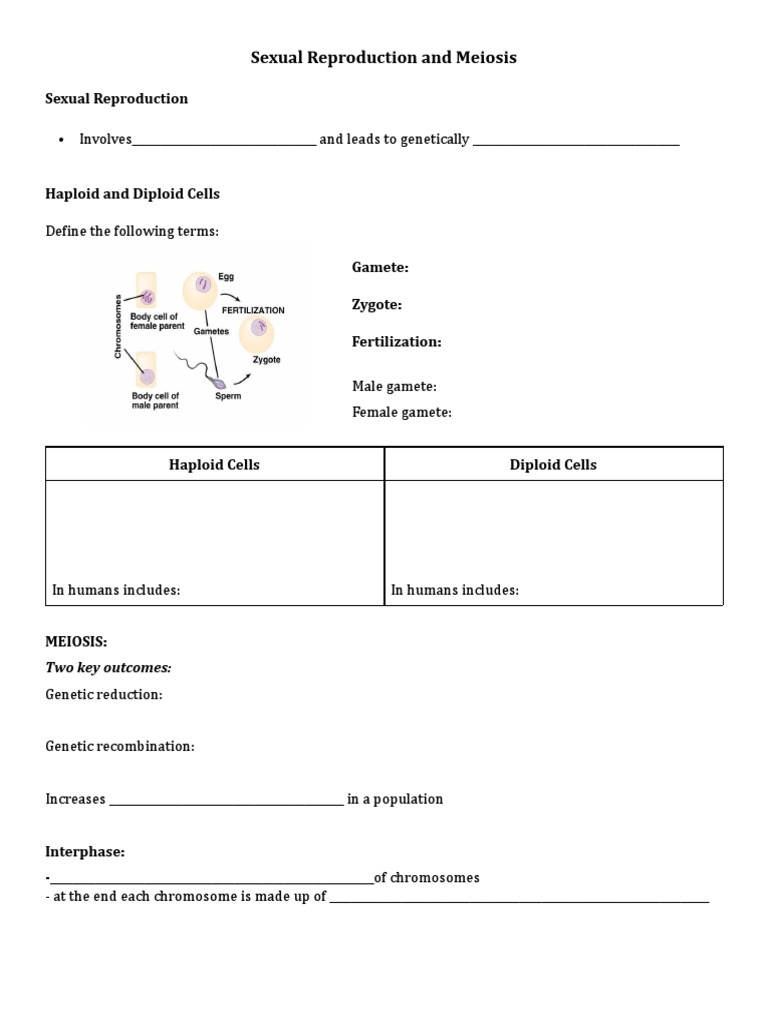 Meiosis - Guided Note | PDF