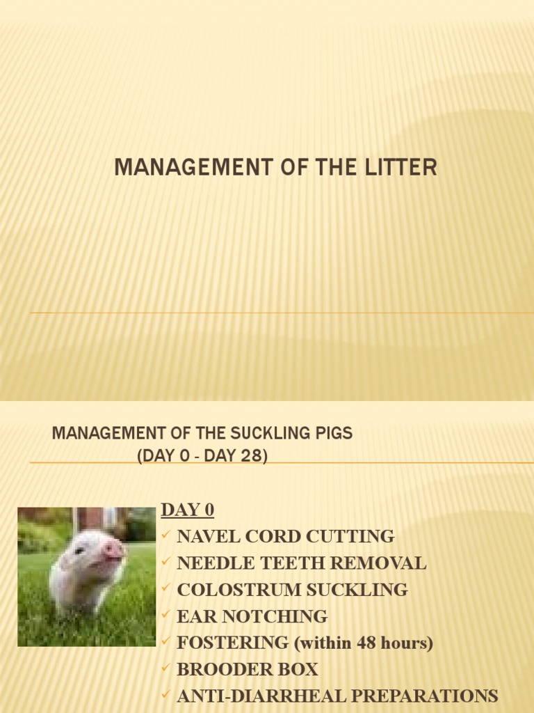 Piglet Care and Management Guide | PDF