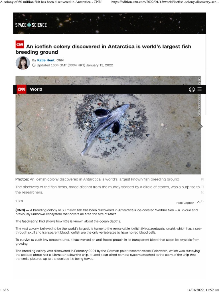 A Colony of 60 Million Fish Has Been Discovered in Antarctica - CNN | PDF
