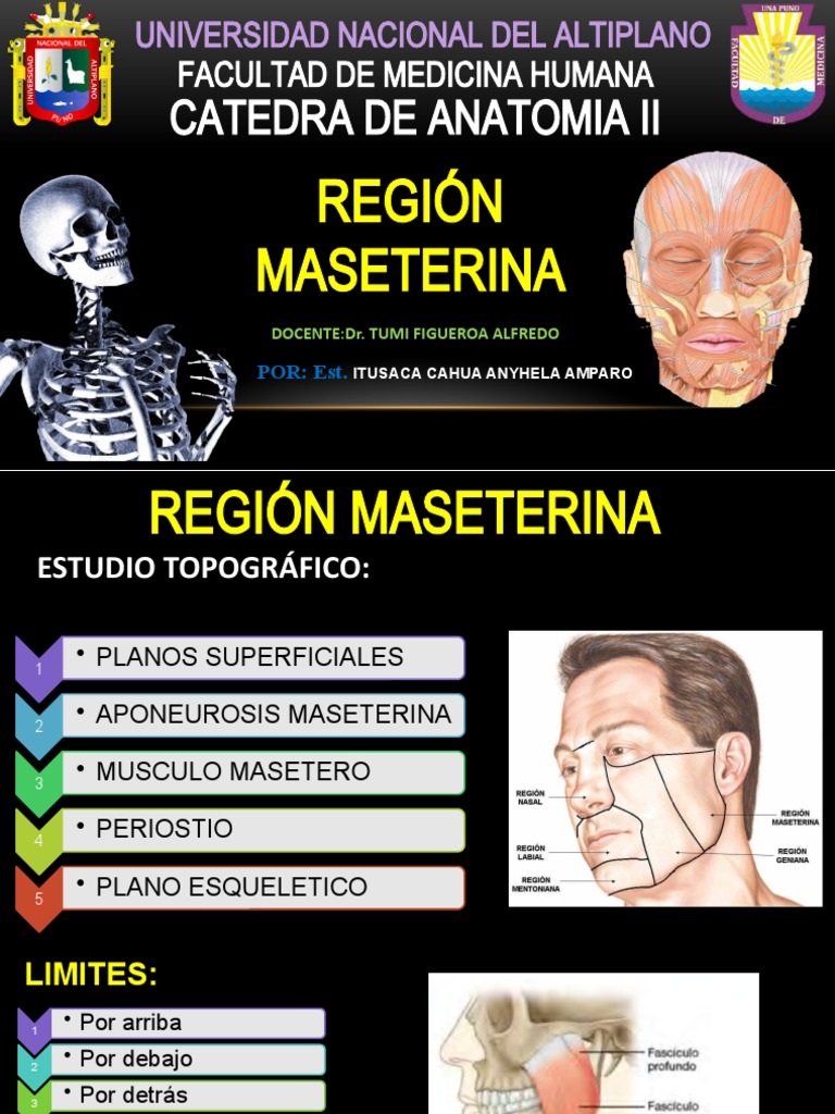 Región Maseterina | PDF