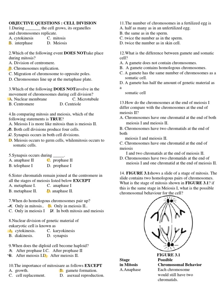 MCQs on Cell Division and Genetics | PDF | Meiosis | Mitosis