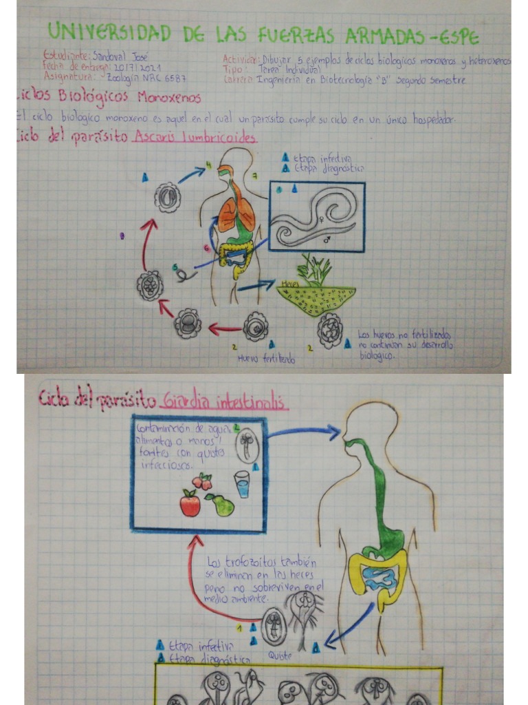 Tarea 1. - Dibujar 5 Ejemplos de Ciclos Biologicos Monoxenos y 5 ...