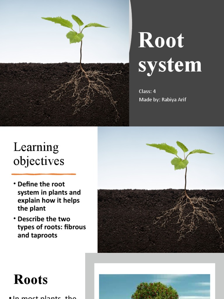 Root System: Class: 4 Made By: Rabiya Arif | PDF