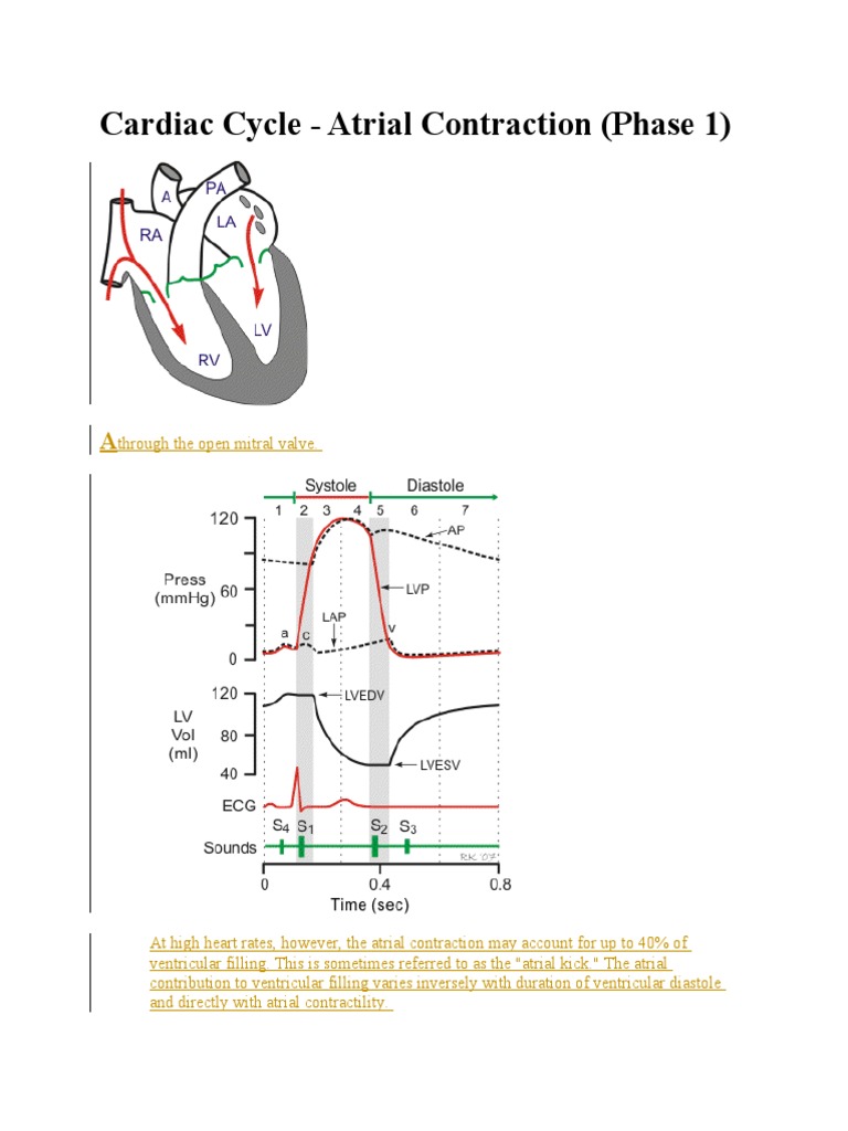 Cardiac Cycle - Atrial Contraction (Phase 1) | PDF | Heart Valve ...
