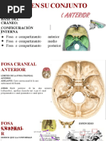 6-Cara Endocraneal de La Base Del Cráneo - Las Fosas Craneales y Los ...