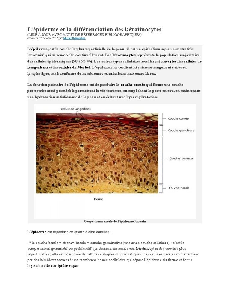 Structure et fonctions de l'épiderme | PDF | Épiderme (anatomie) | Anatomie