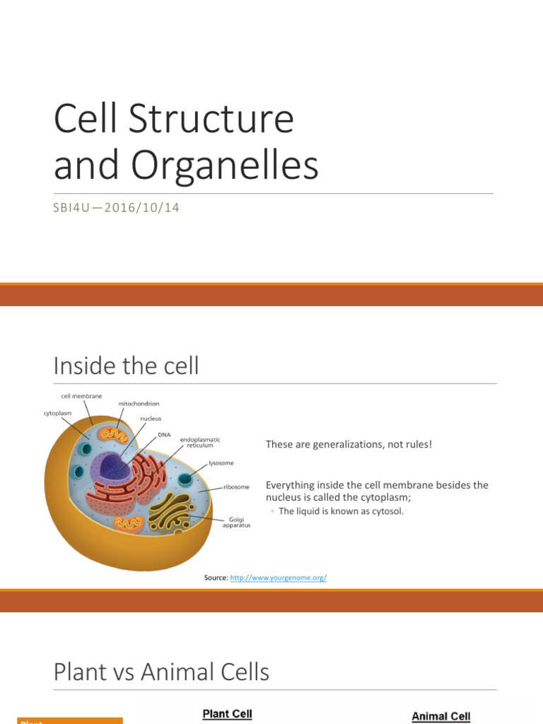 Cell Structure and Organelles: SBI4U-2016/10/14 | Download Free PDF ...