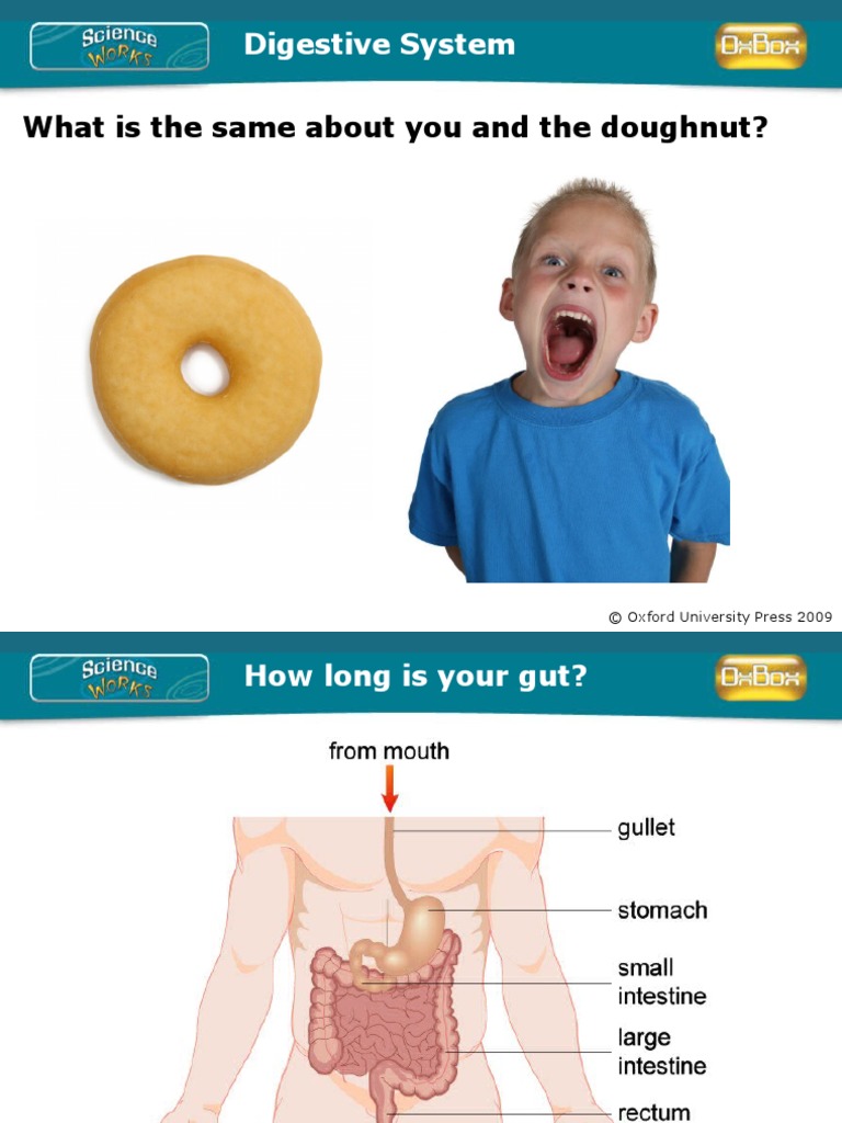Digestive System: What Is The Same About You and The Doughnut? | Download Free PDF | Digestion ...