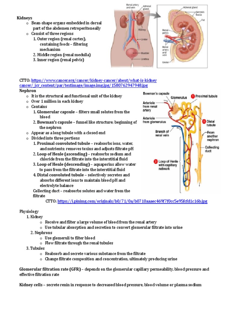 PDF Module 10 Urinary System Drugs | PDF | Urinary Tract Infection ...