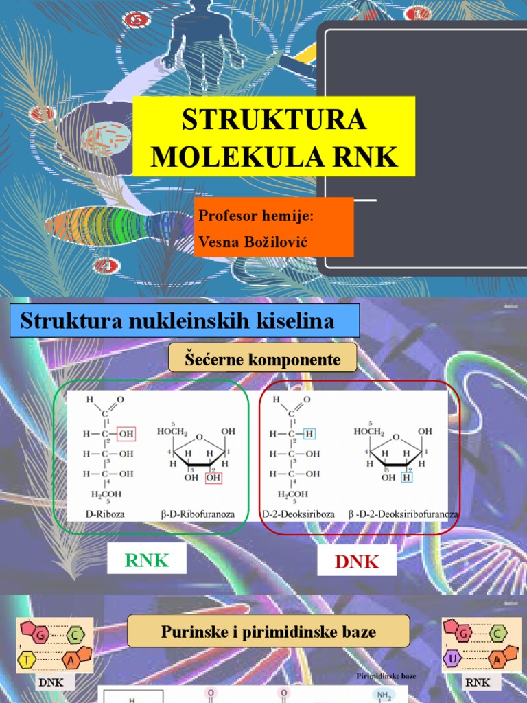 Struktura Molekula RNK | PDF