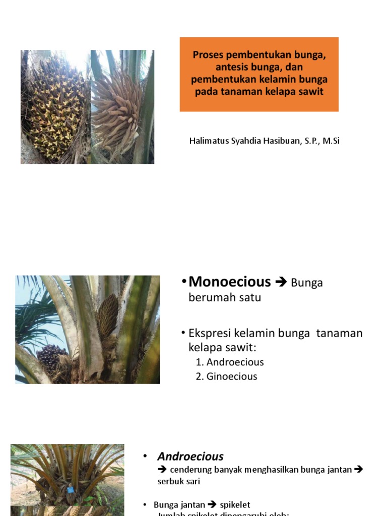Morfologi Bunga Jantan dan Betina Sawit | PDF | Sains & Matematika