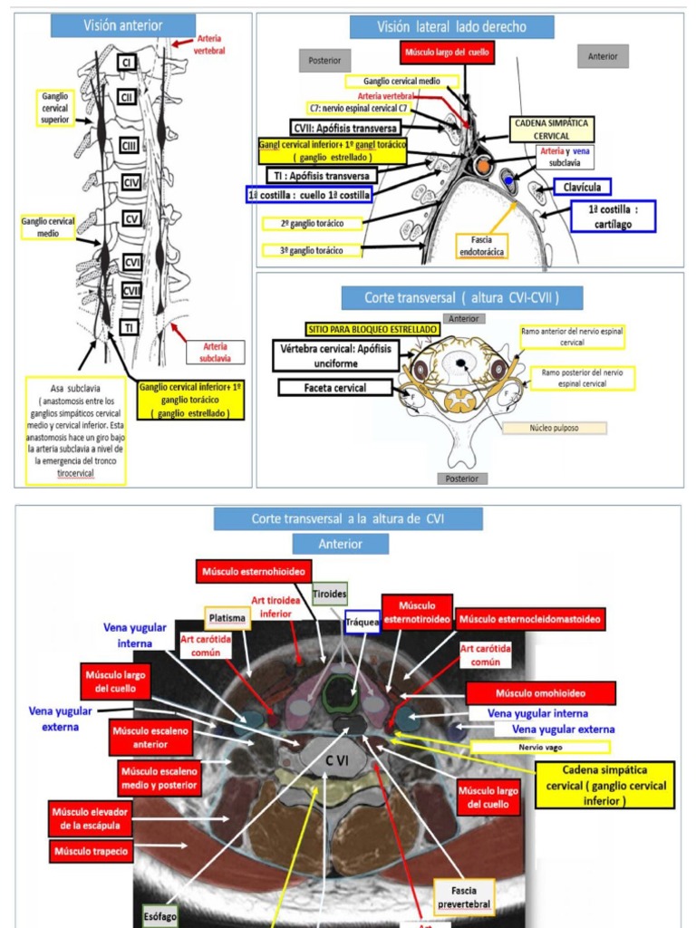 Cadena Simpatica Cervical | PDF