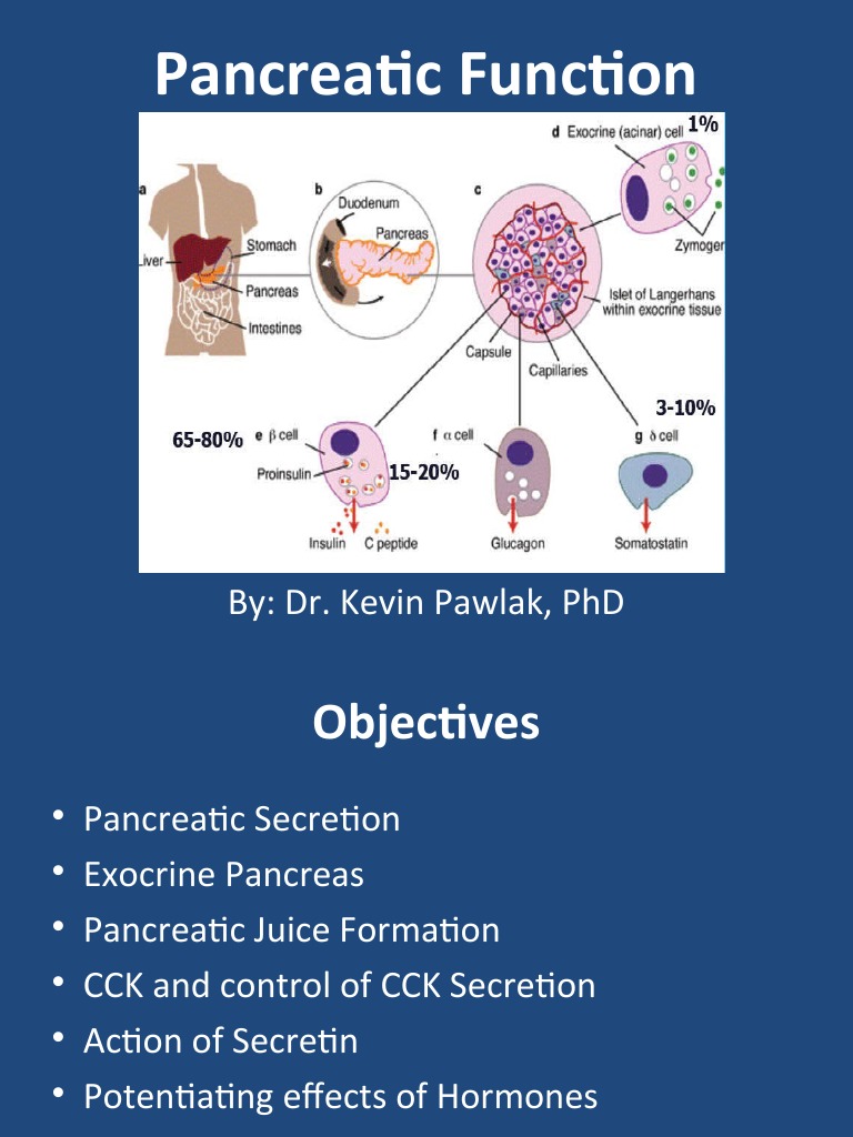 Functions of Pancreatic Juice Explained | PDF | Pancreas | Digestion