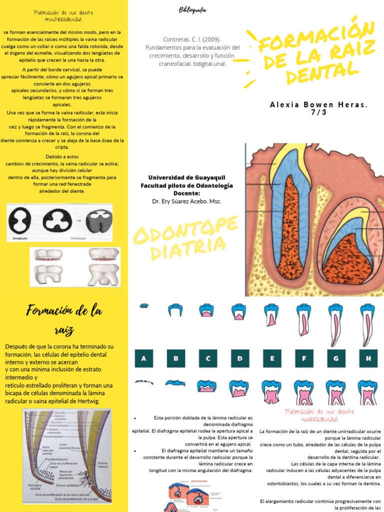 Formación de la raíz de un diente: Proceso de desarrollo de la lámina ...