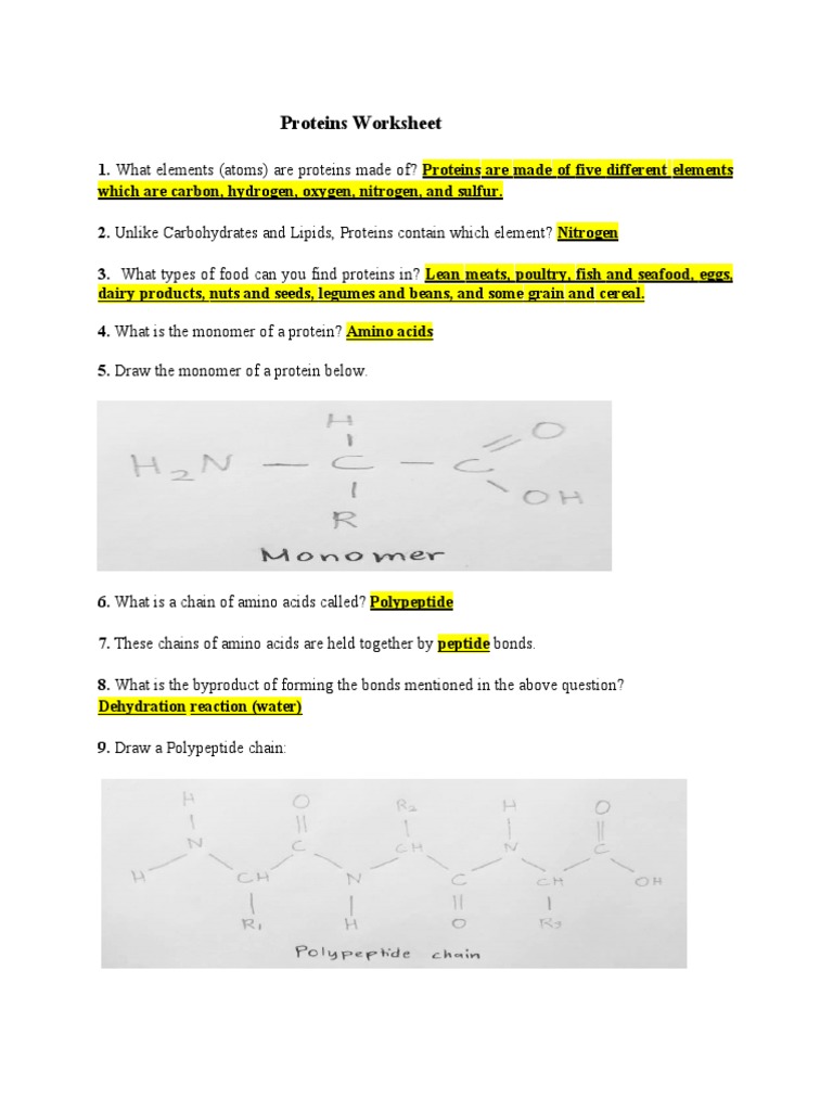 Protein Worksheet | PDF