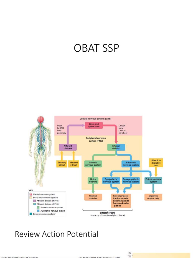 Penghantar Obat SSP | PDF | Chemical Synapse | Inhibitory Postsynaptic ...