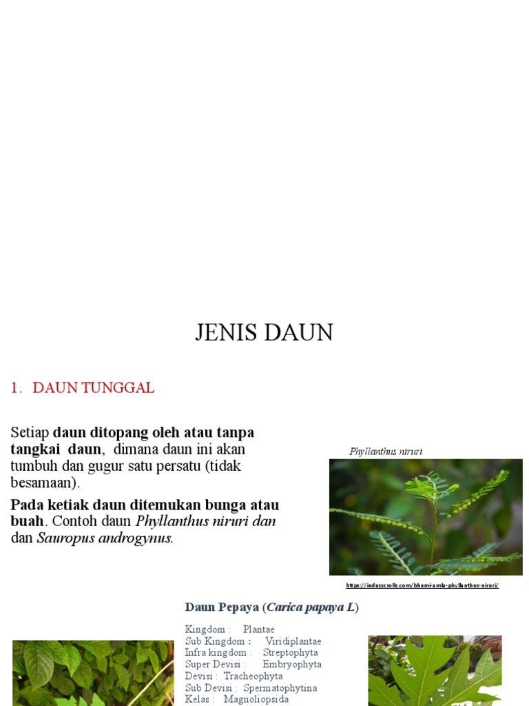Jenis Daun: Tunggal, Majemuk, Lengkap | PDF | Sains & Matematika