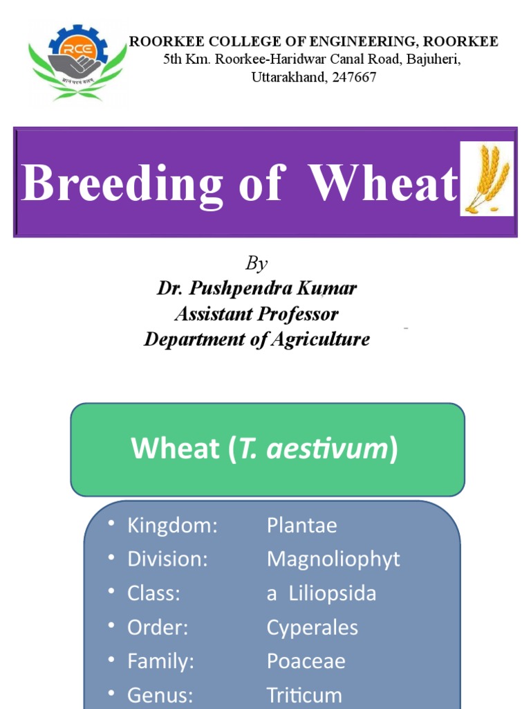 Wheat Breeding Methods Overview | PDF | Wheat | Plant Breeding