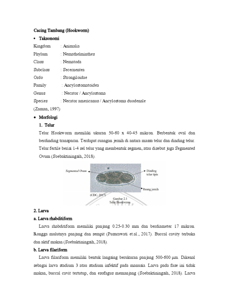 Cacing Tambang (Hookworm) Morfologi dan Siklus Hidup | PDF