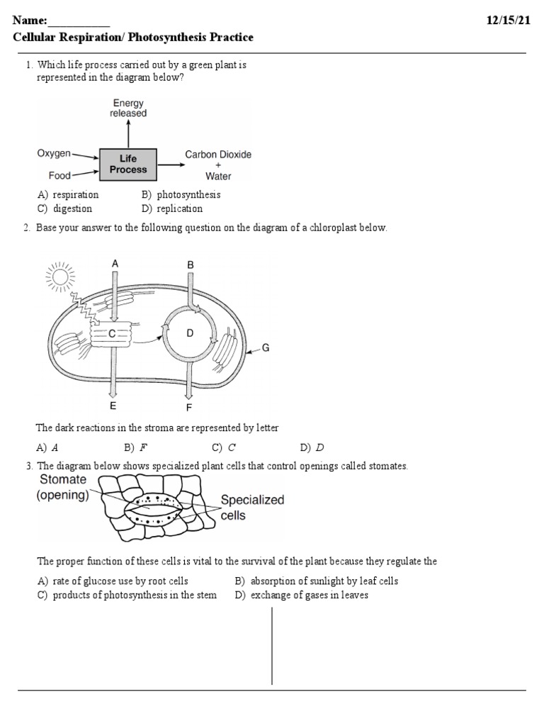 Cellular Respiration Photosynthesis 1639572439254 SC | PDF ...
