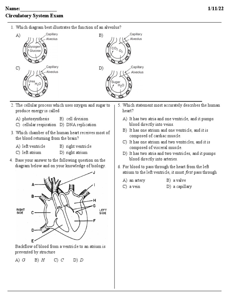 Circulatory System 1641908954579 SC | PDF | Atrium (Heart) | Heart