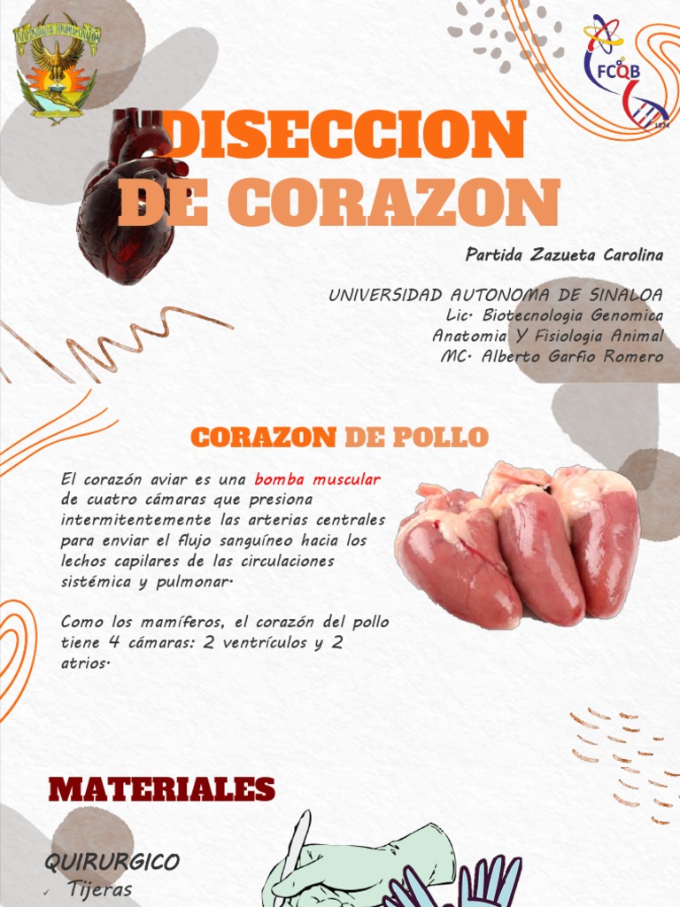 Anatomía Del Corazón De Pollo Ventrículos Del Corazón: Anatomía Y