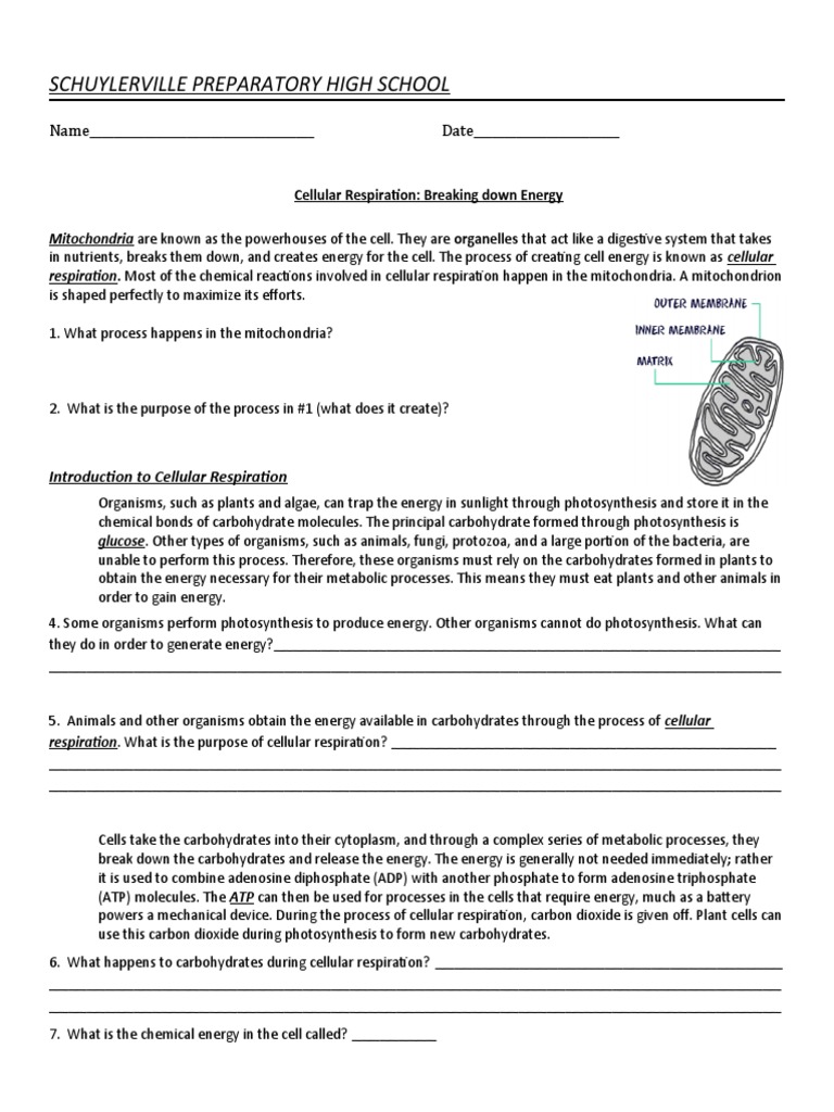 Cellular Respiration Reading | PDF | Cellular Respiration | Photosynthesis