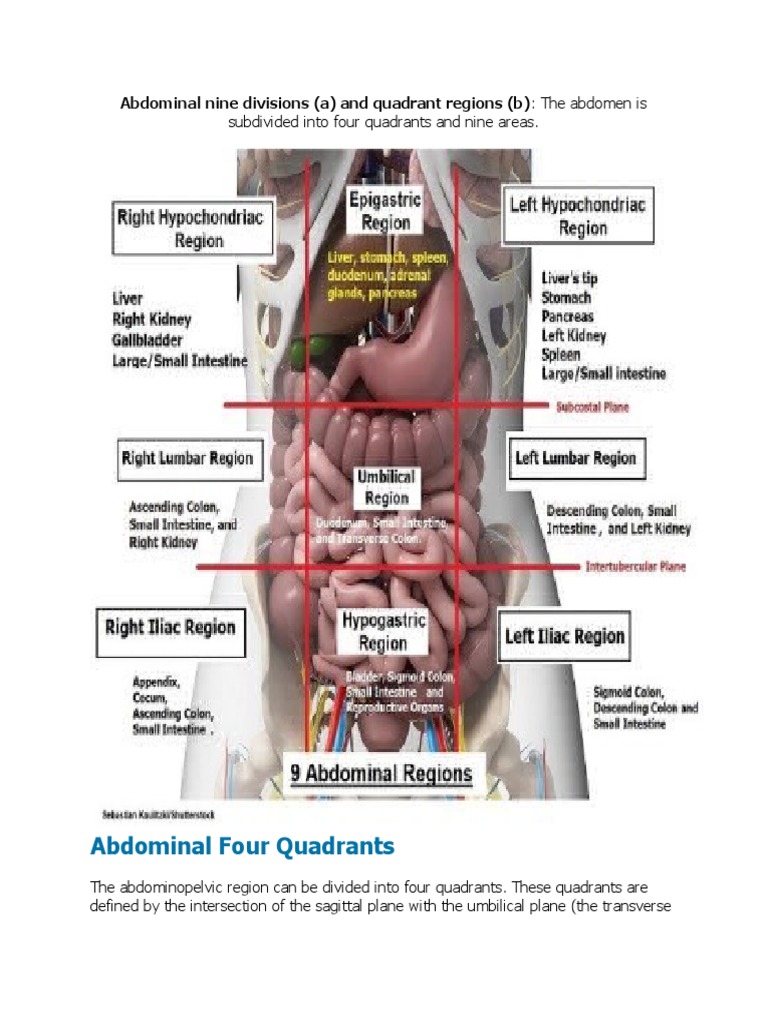 Anatomical Quadrants With Organs The Four Quadrants Of Abdominal