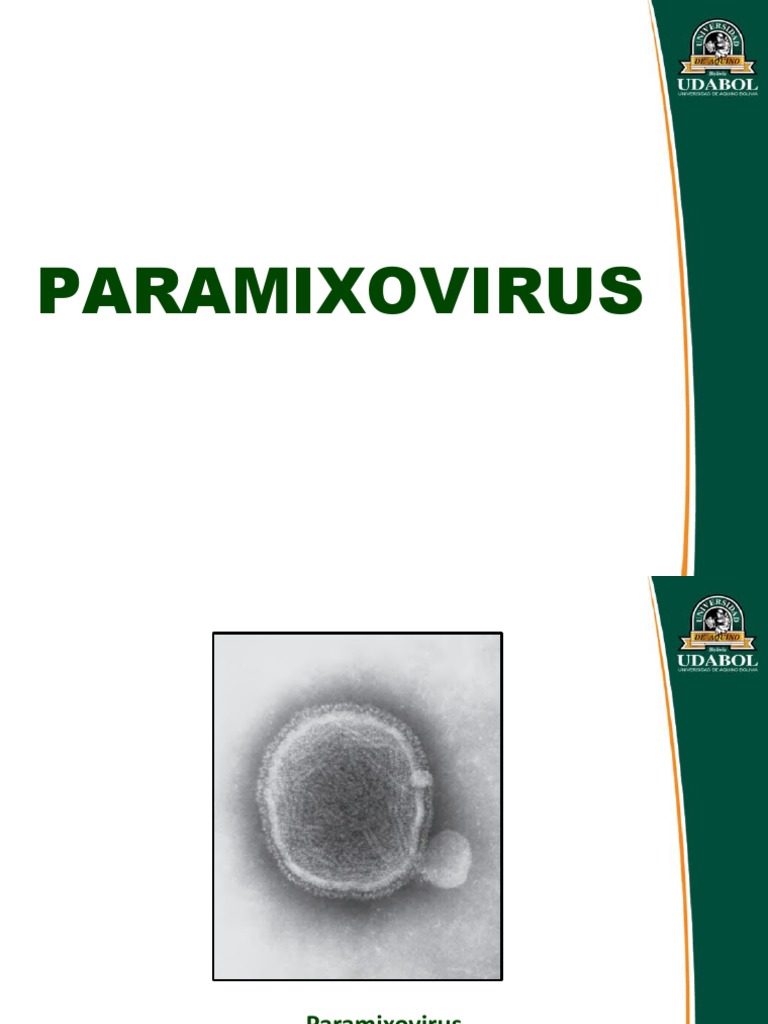Características y clasificación de los paramixovirus | PDF | Sarampión ...
