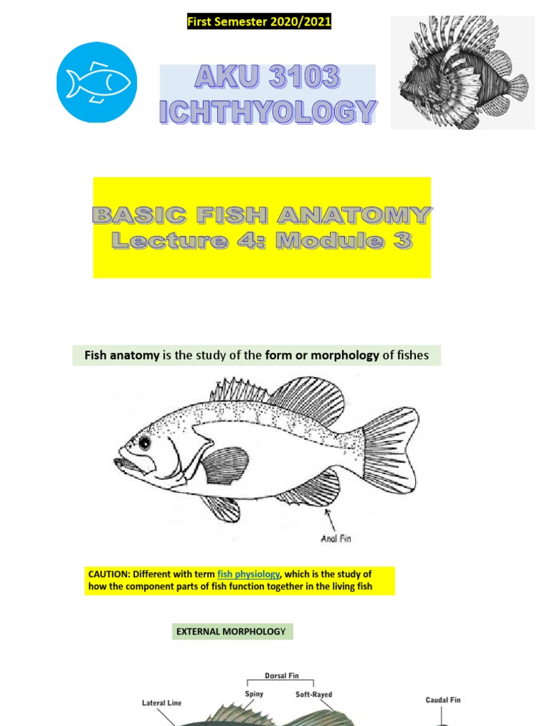 Lecture 4 Anatomy | PDF | Gill | Fish